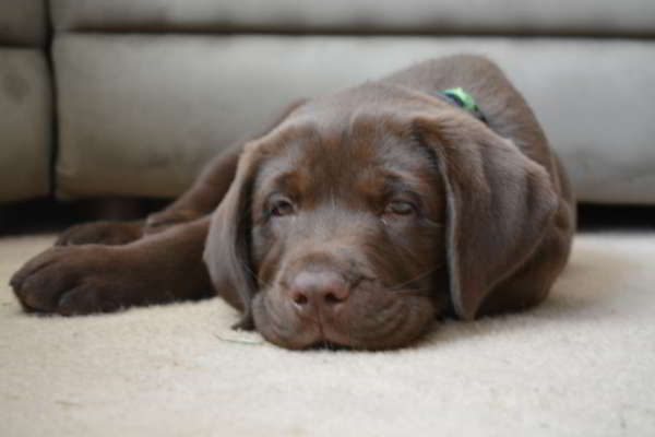 About Us Maine Coon Cats Northern California | WhatATrill Maine Coon Cats