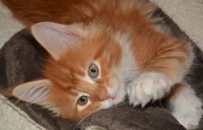 Past Maine Coon Kittens - WhatATrill Maine Coon Cats