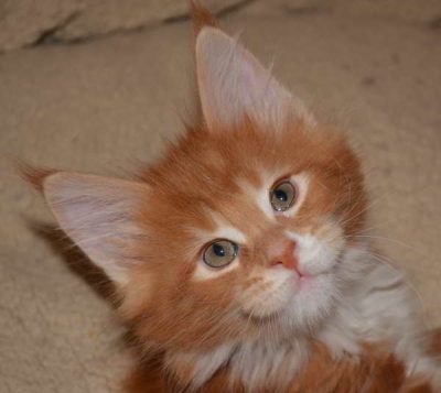 Past Maine Coon Kittens - WhatATrill Maine Coon Cats