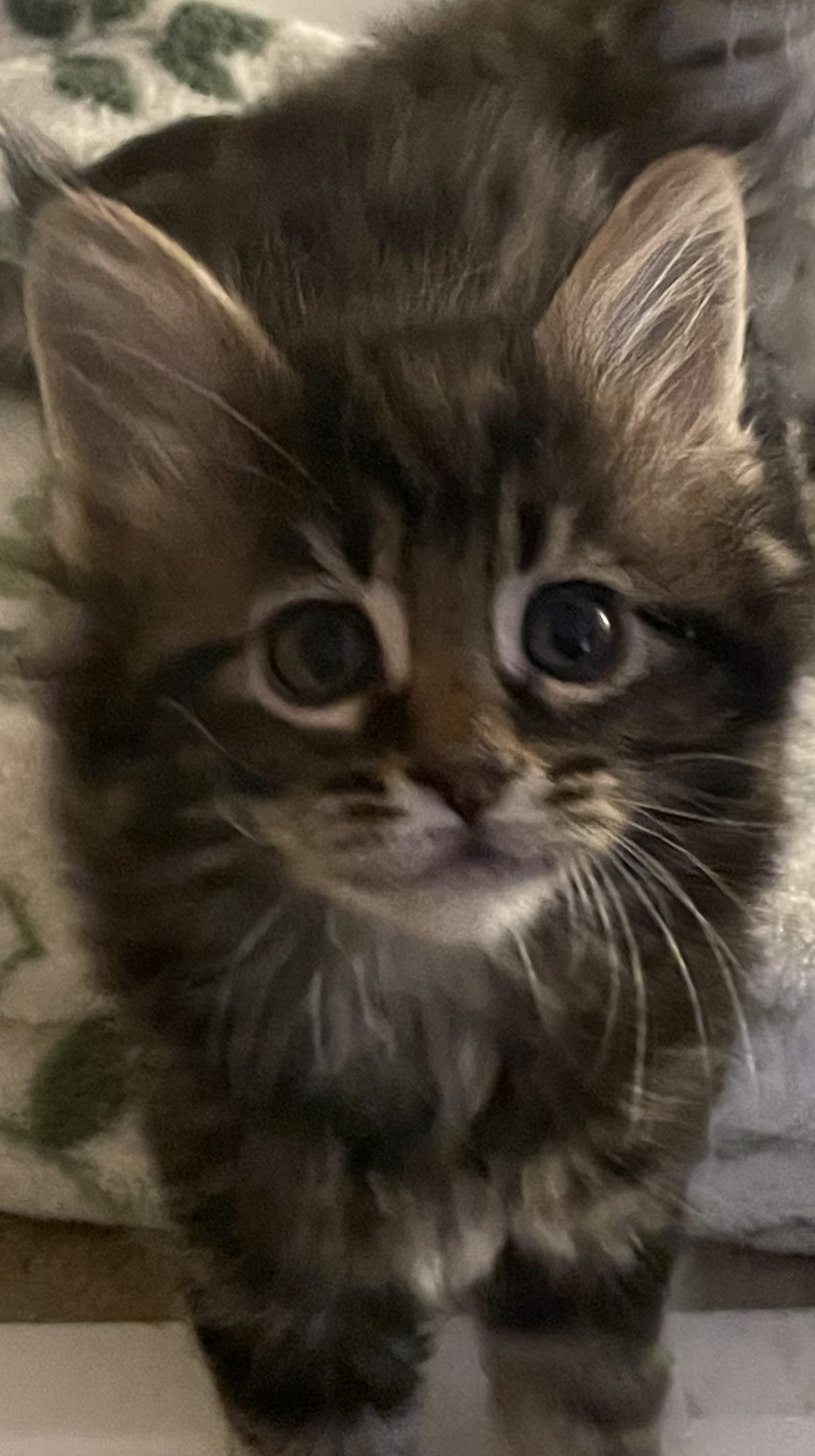 WhatATrill, Maine Coon Kittens - WhatATrill Maine Coon Cats