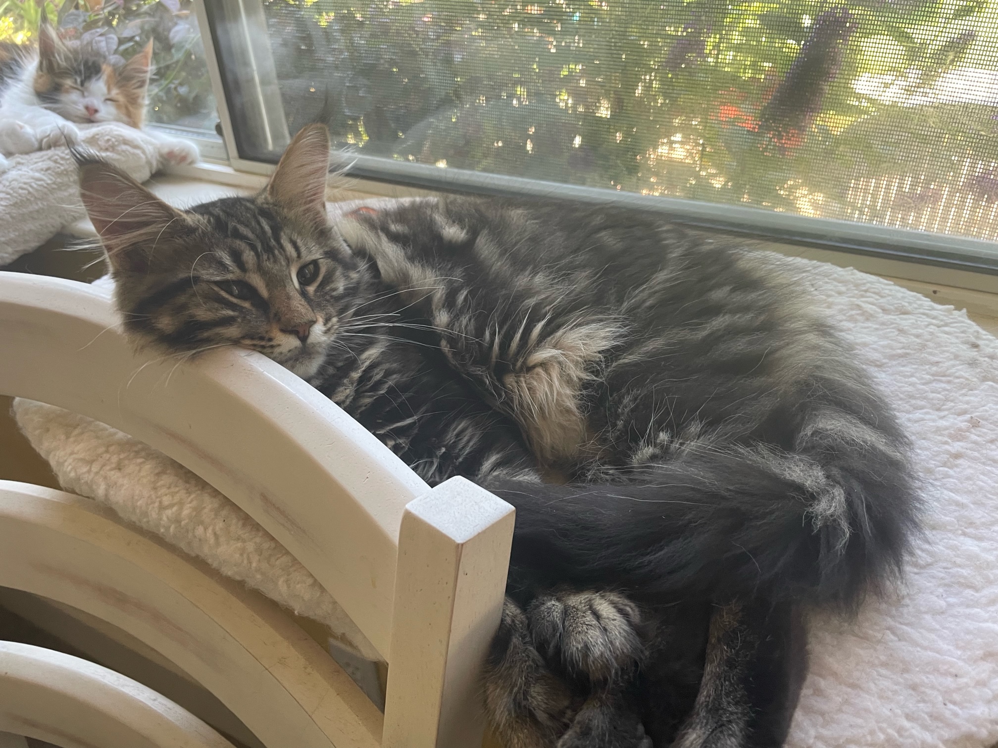 WhatATrill, Maine Coon Kittens - WhatATrill Maine Coon Cats